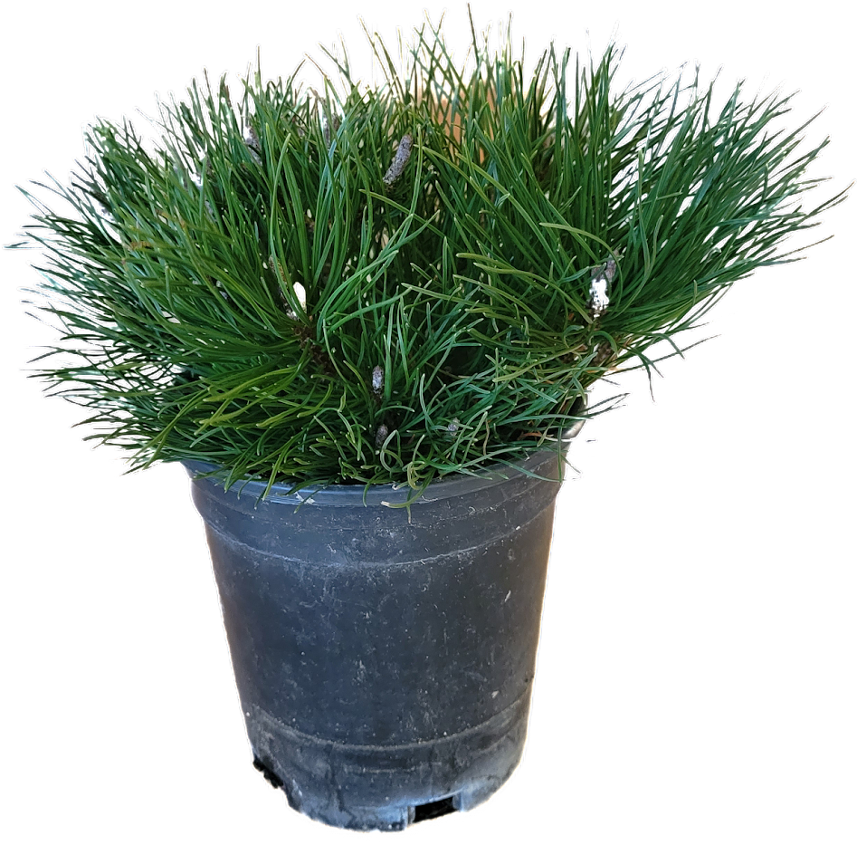 Dwarf Mugo Pine 1 Gallon | Pinus Mugo Compact Evergreen Shrub