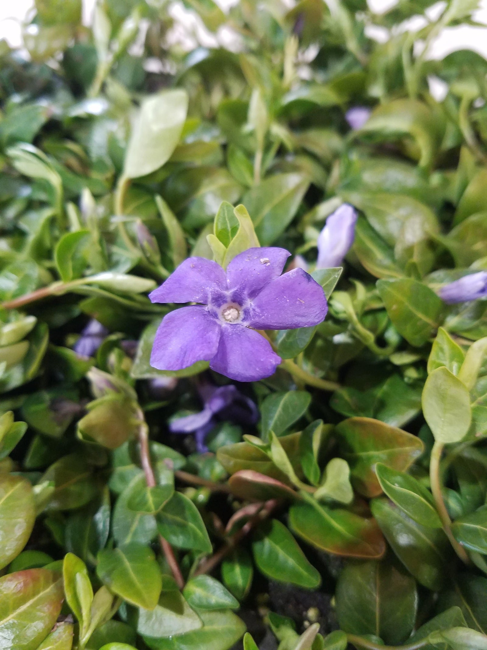 Vinca Minor Bowles 50 Count Flat | Periwinkle Evergreen Groundcover ...