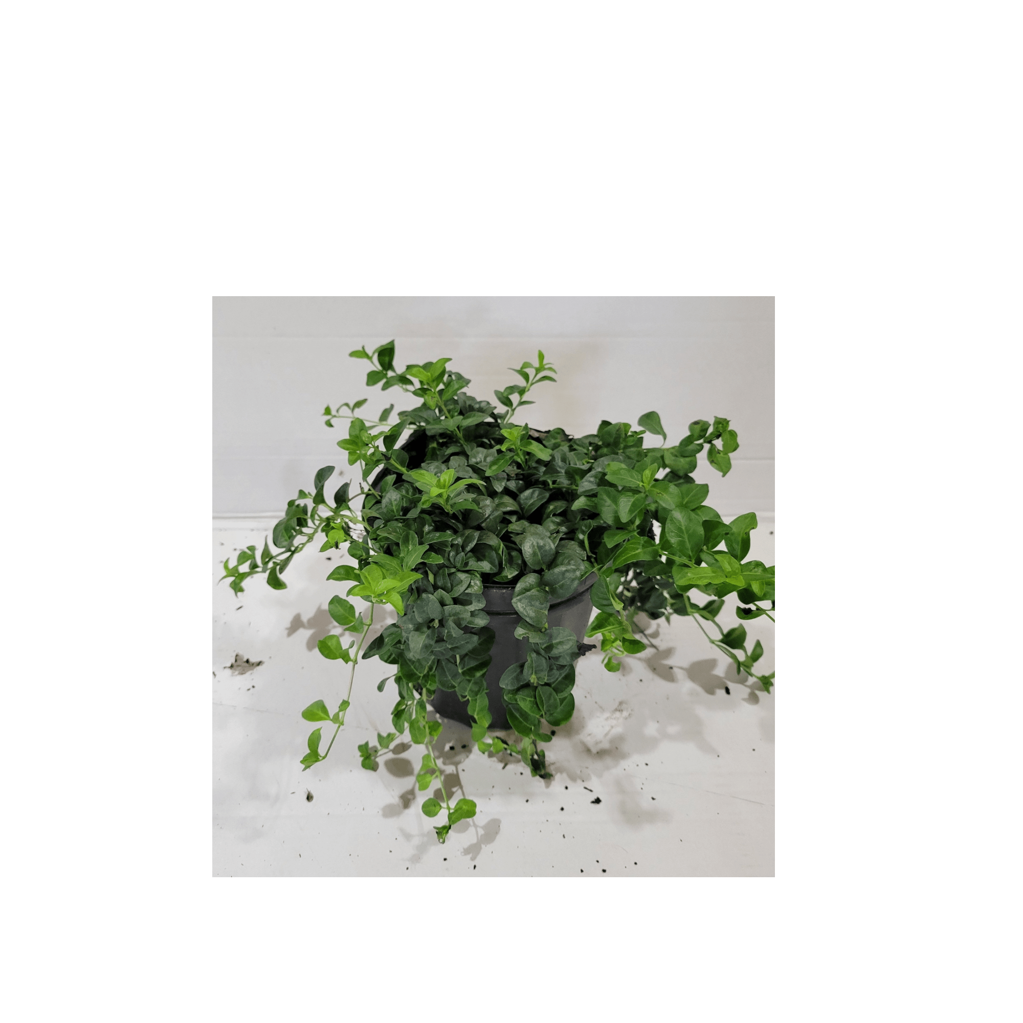 Creeping Myrtle Vinca (Vinca Minor) - Hardy Ground Cover