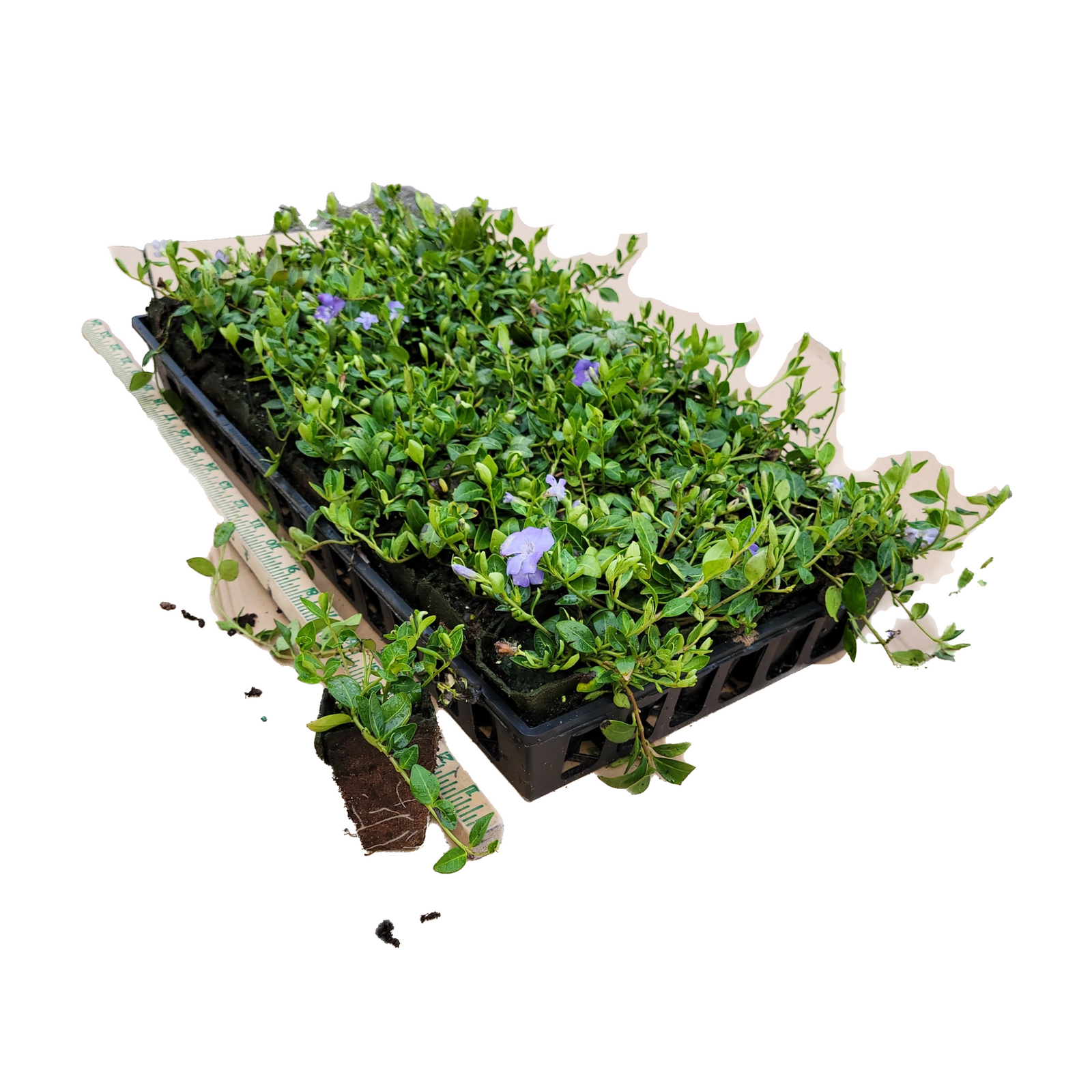 Vinca Minor Bowles 50 Count Flat | Periwinkle Evergreen Groundcover ...